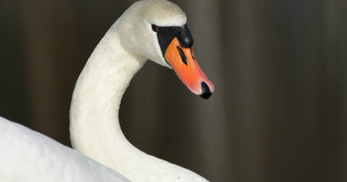 Łabędź niemy - Hej Podlasie!
