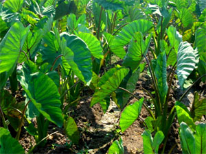 Planeta Vivo: Flora y Fauna Representativa de cada Bioma de Venezuela