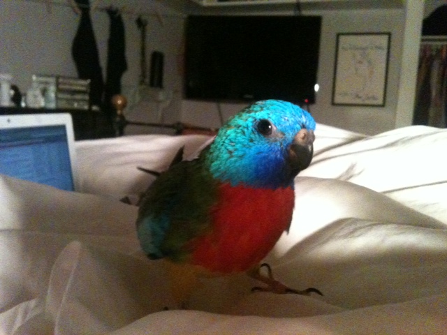 The Splendid Bourke Bird Blog: Rainbow, A Splendid Scarlet-chested Parakeet