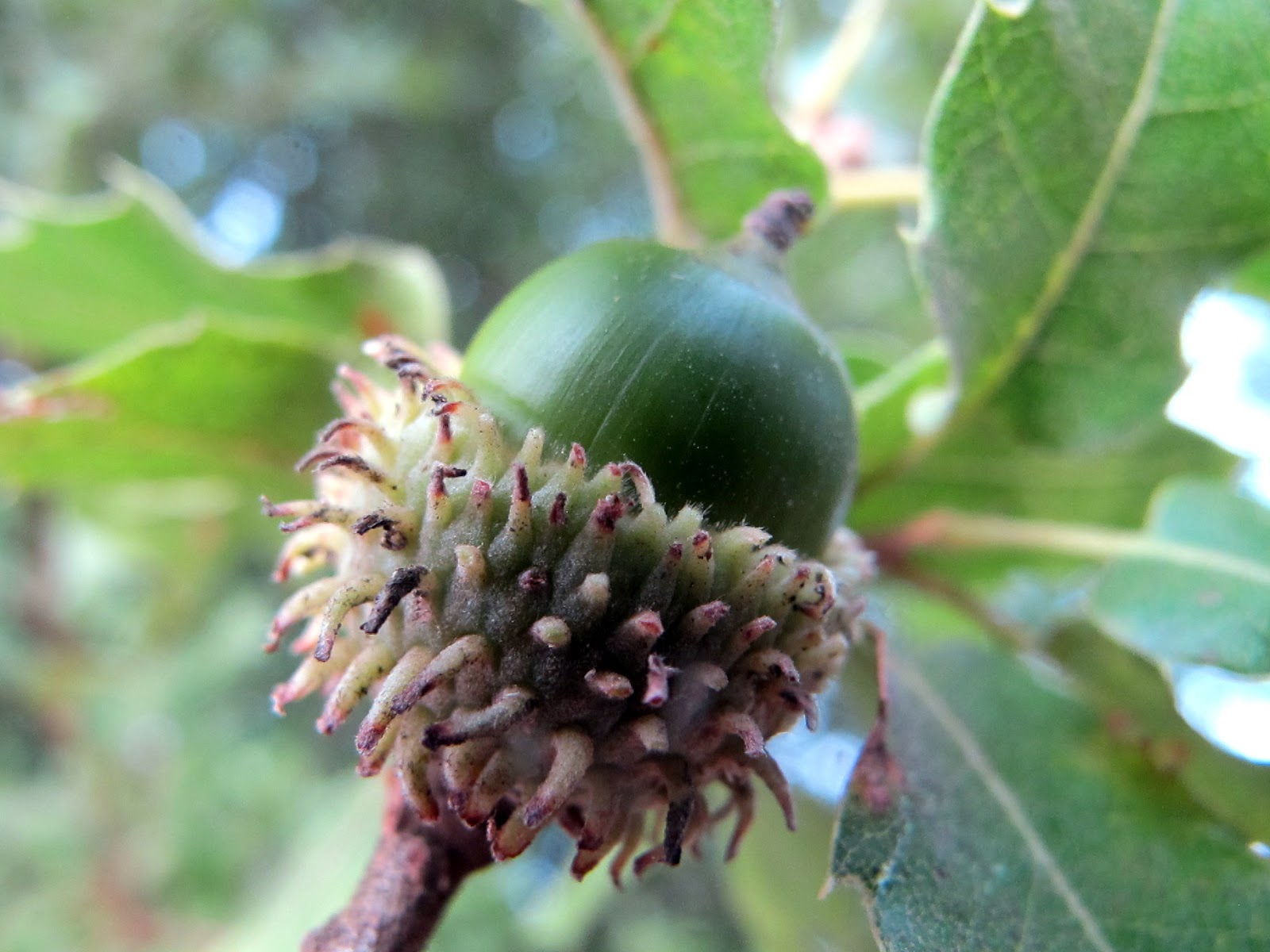 FLORA NEL SALENTO e.. anche altrove: Quercus x caroppoi Medagli, Turco ...