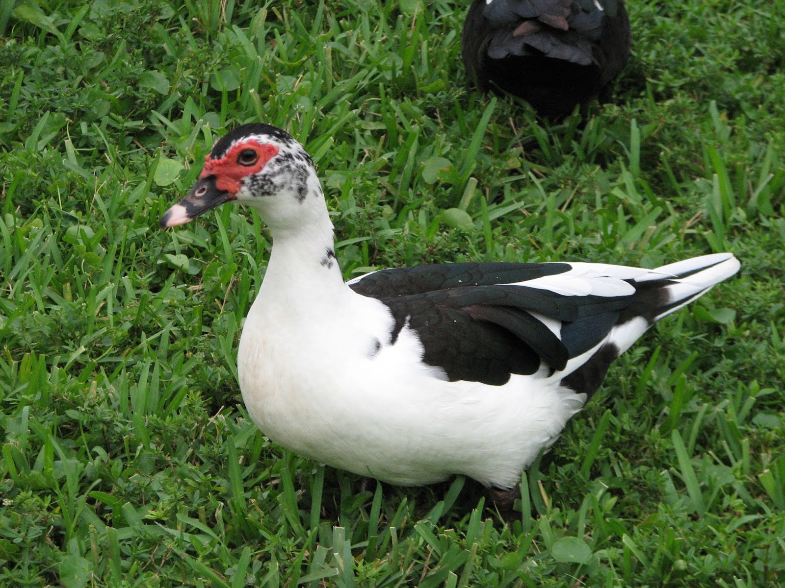 Bonao Internacional: MILES DE PATOS VIVEN EN ESTADO LIBRE Y SALVAJE ...