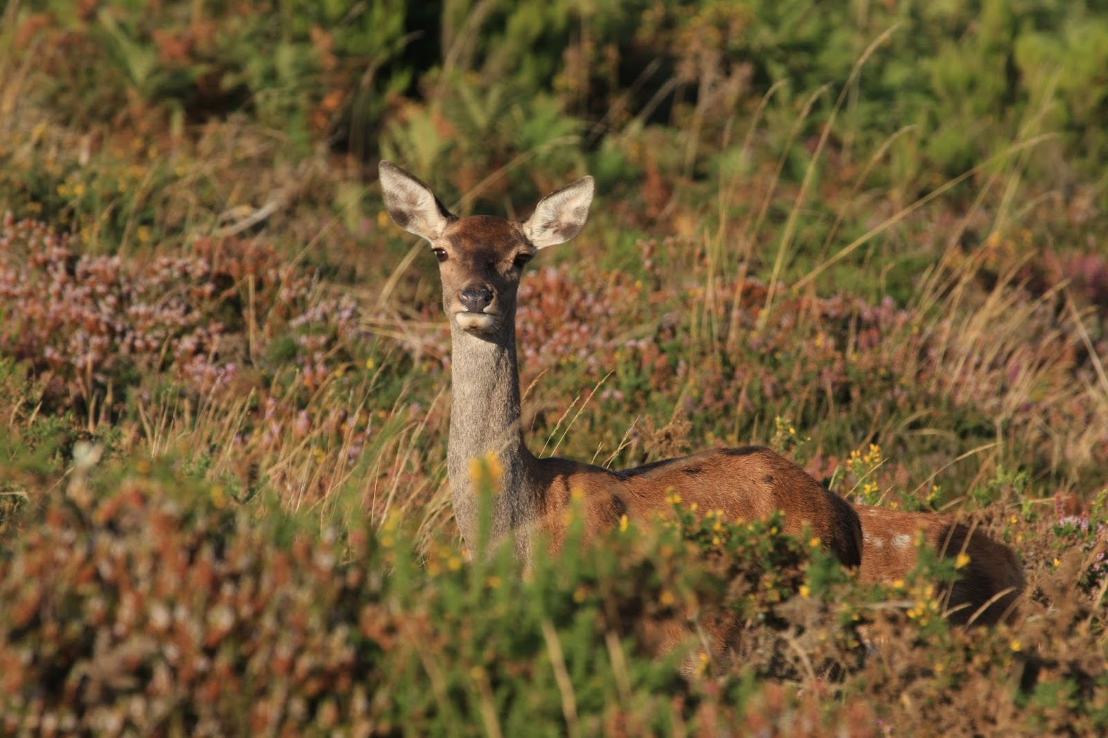 Javier lópez de Bergara: Ciervas