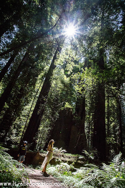 Lisa on Location: The Magical Call of the Redwoods: What I did on my ...
