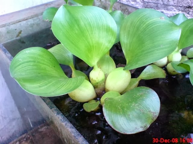 Belajar Tentang Alam tumbuhan: STUDI DAUN ( Bangun Daun Circumscriptio