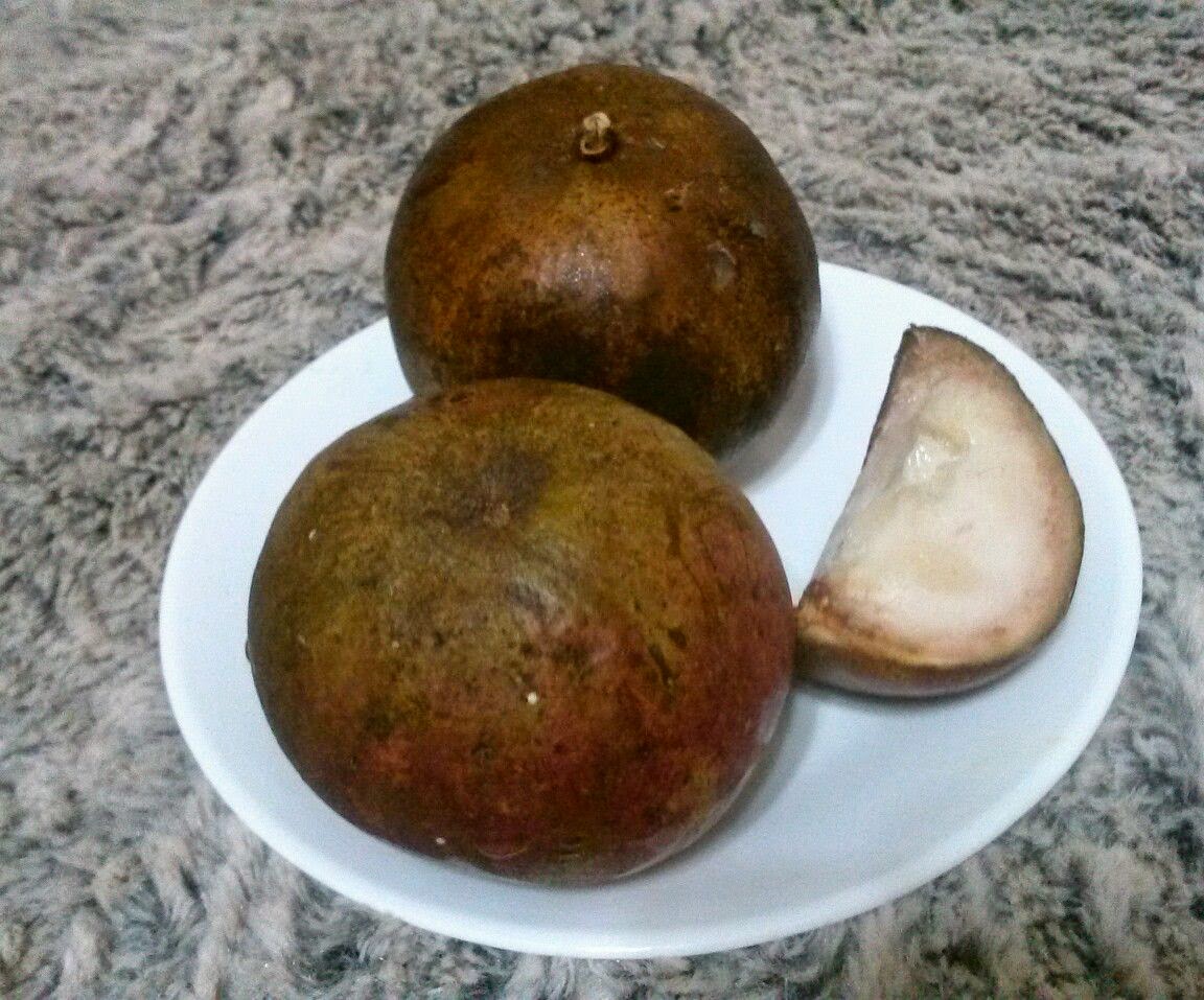 Semillas Tropicales: Semillas de Chrysophyllum mejor conocido como ...