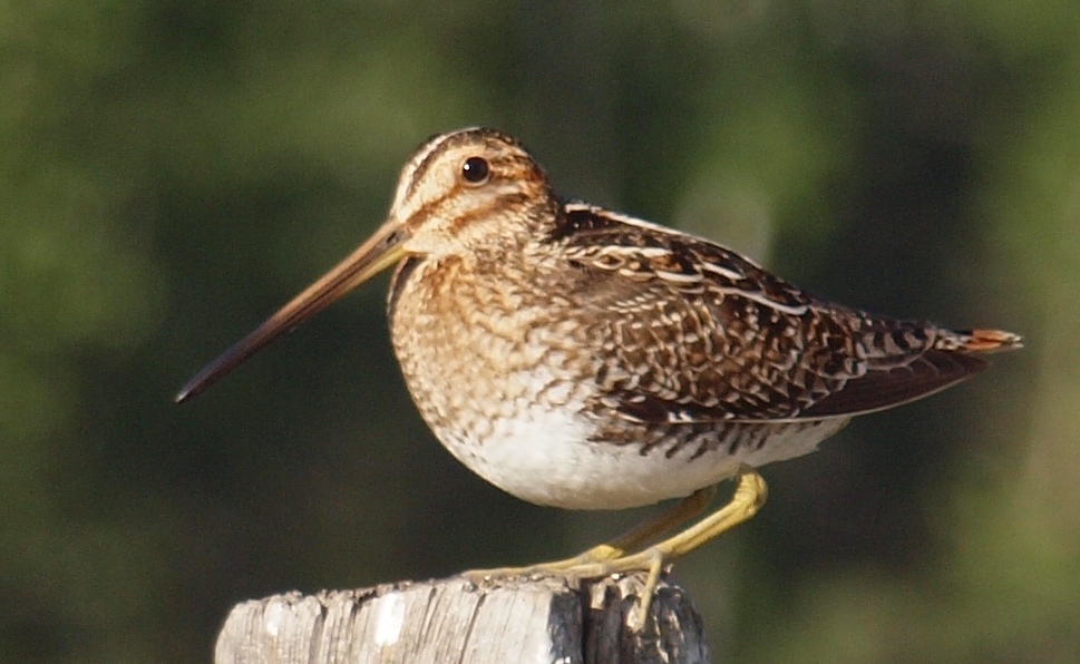 Birding Is Fun!: Wilson's Snipe