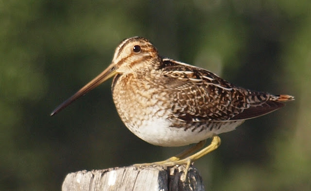 Birding Is Fun!: Wilson's Snipe