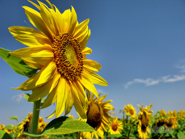 Photographis: Sun Flower story - Summer Fields in Romania