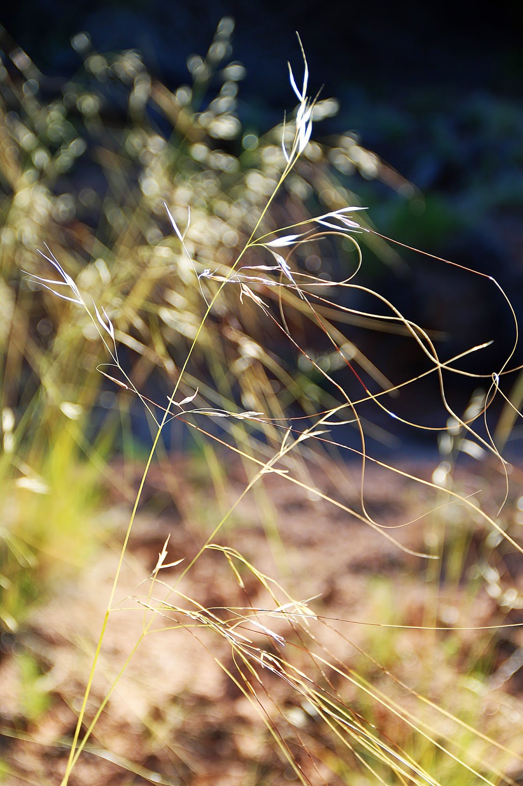 A is for Adventure: Mesa Arch and Neck Spring Trail at Canyonlands ...