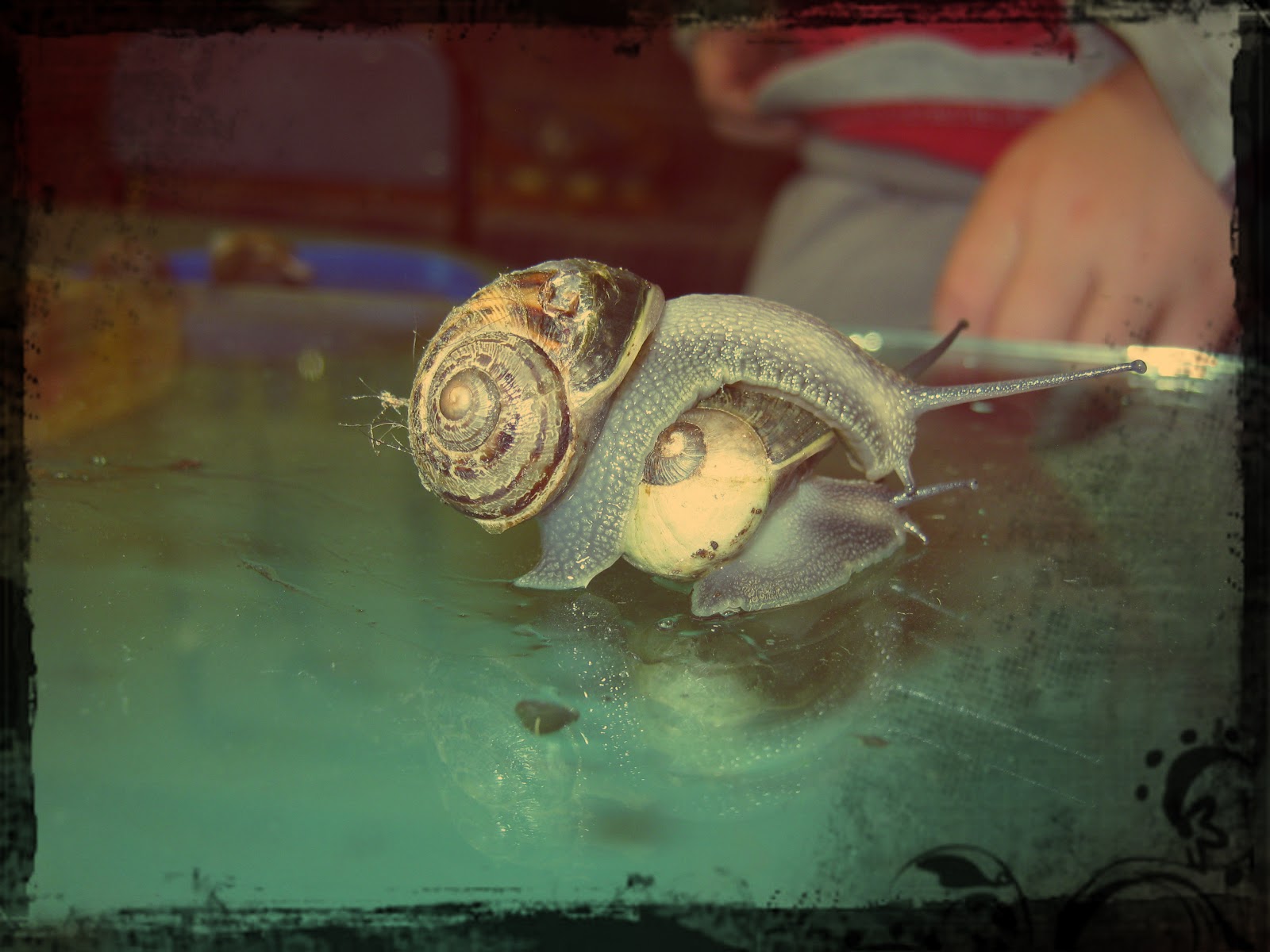 Start at 5: Mini Beasts and Creepy Creatures