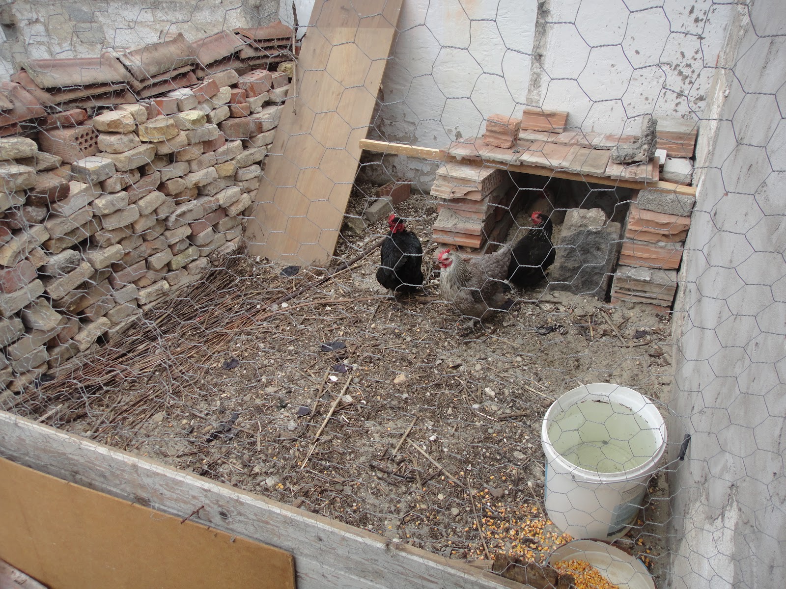 Pünkösdi Királylány: Új tyúkól