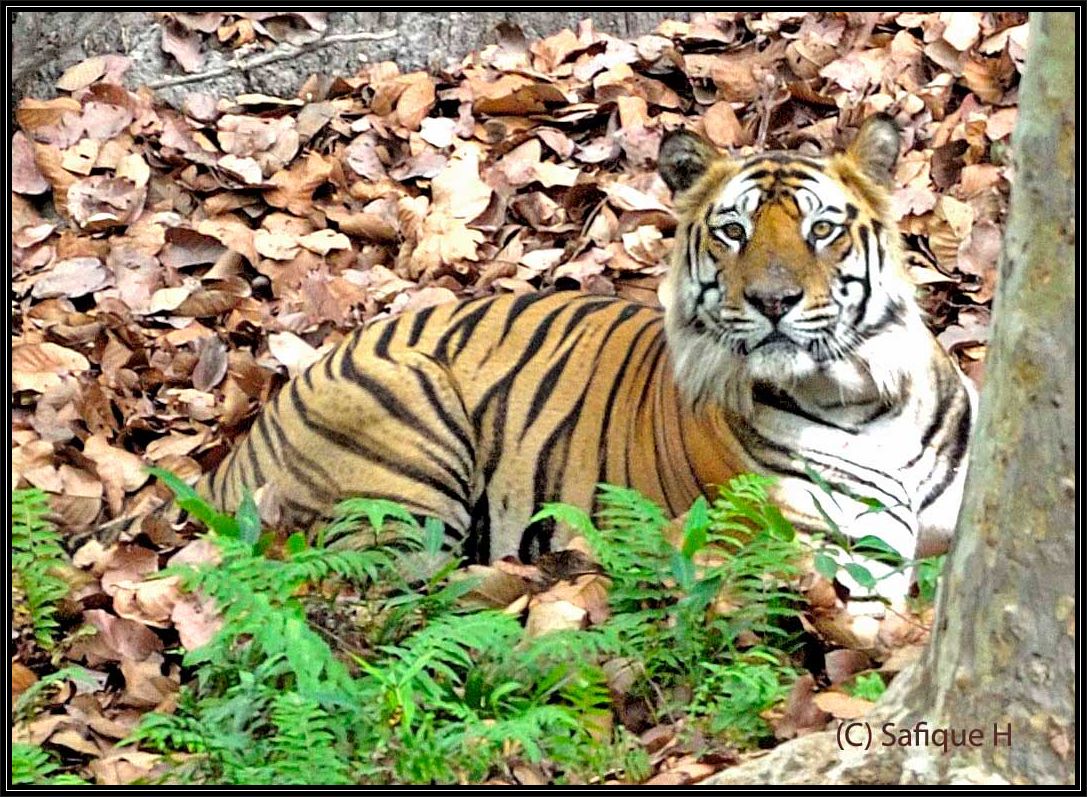 Nature Beckons: Audacity of a Tiger: My spectacular 4 days at Bandhavgar