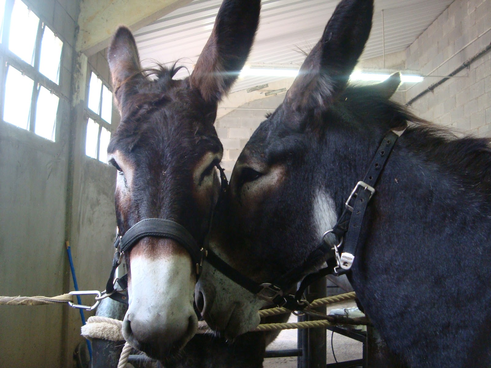 CATALONIAN DONKEYS' REPRODUCTION AT AUTONOMOUS UNIVERSITY OF BARCELONA ...