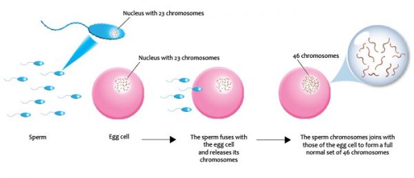 Facts About Sexual Reproduction Ureka The Media For Science