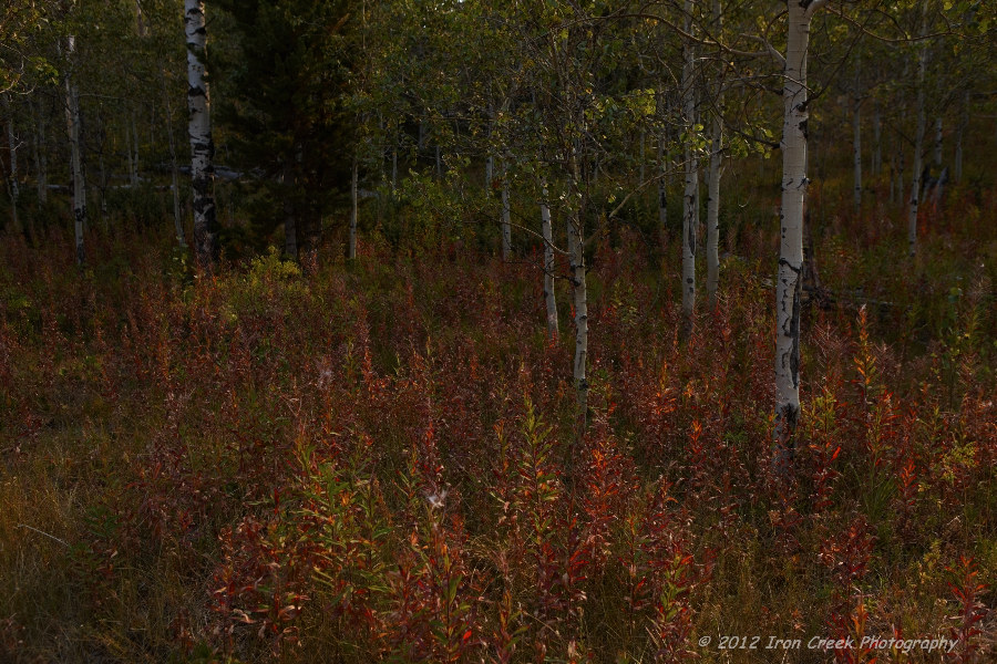 Iron Creek Photography®: Jackson Hole WY Fall Colors