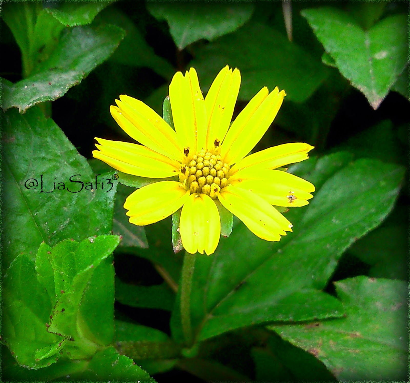 Seruni Rambat (Wedelia trilobata) | GUIDENESIA