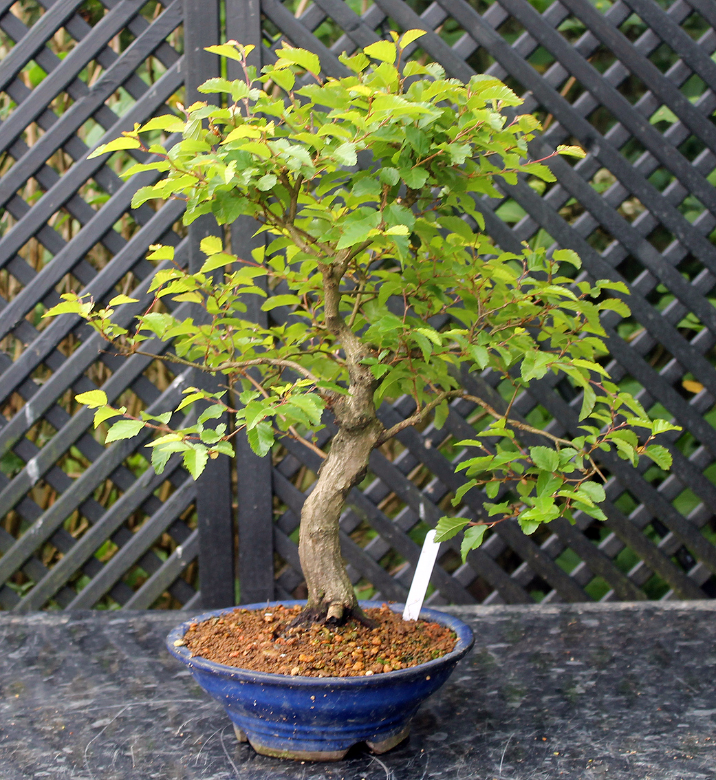 Little Cornish Trees: A few trees for sale