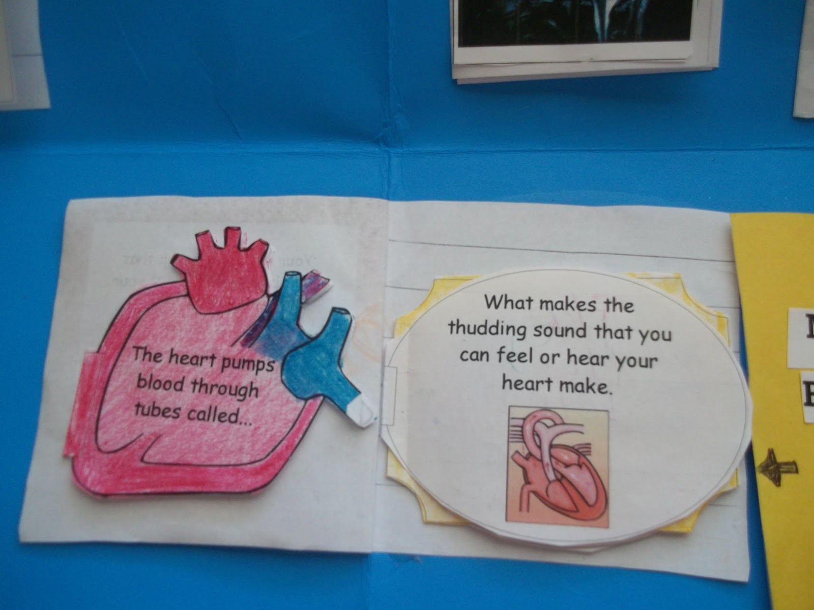 Human body lapbook: Heart and Lungs | Piwi Kids