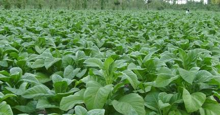 Budidaya Tanaman Tembakau (Nicotiana tabacum) | anakagronomy[dot]com