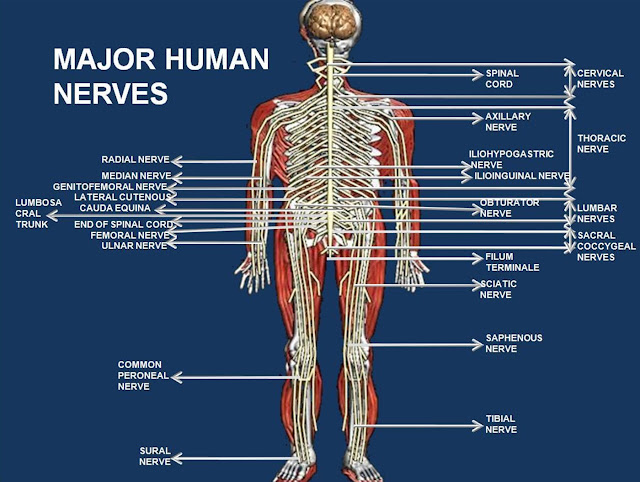 MT Endangerment Sites: 2. Nerves