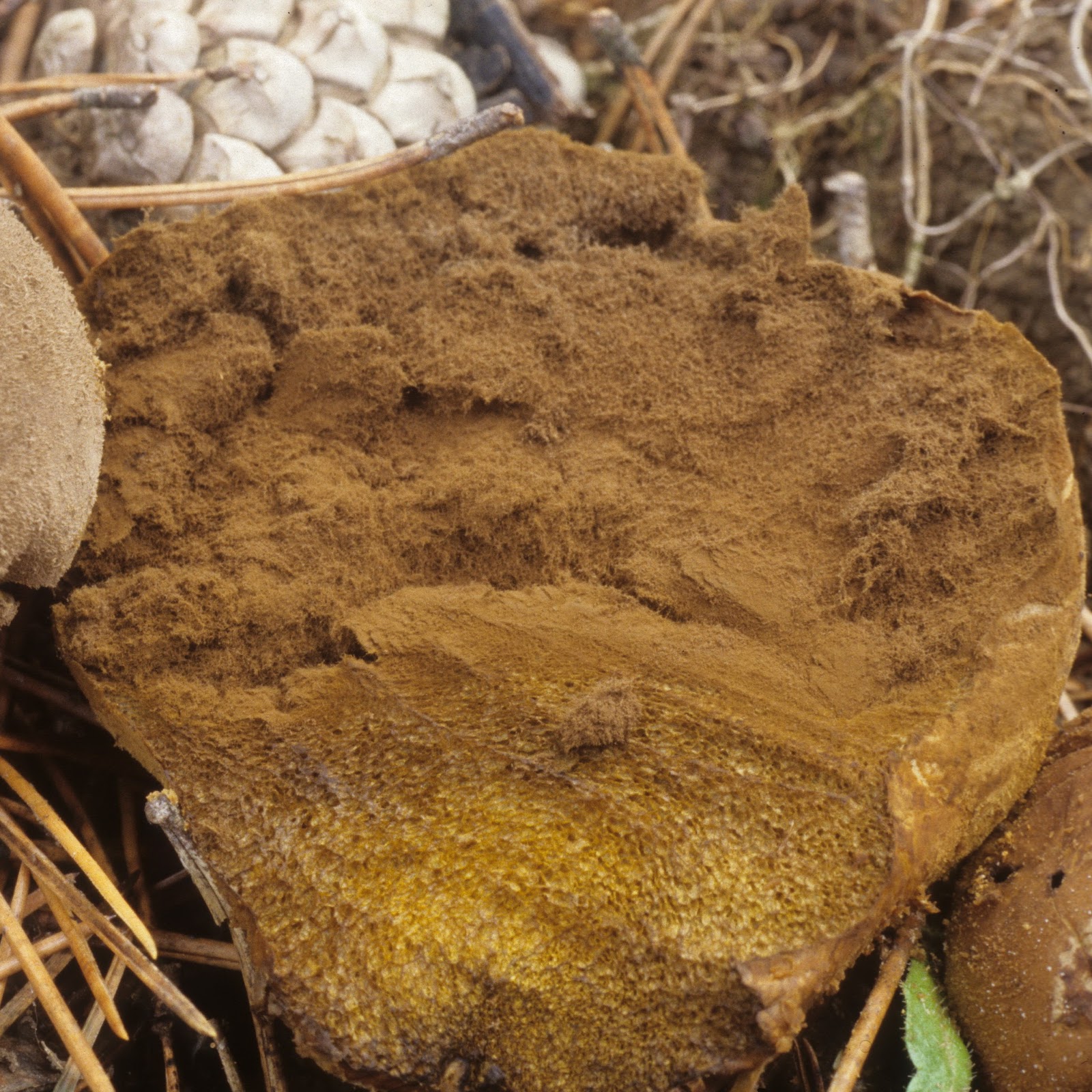 El mundo microscópico de los hongos: Gasteromicetos