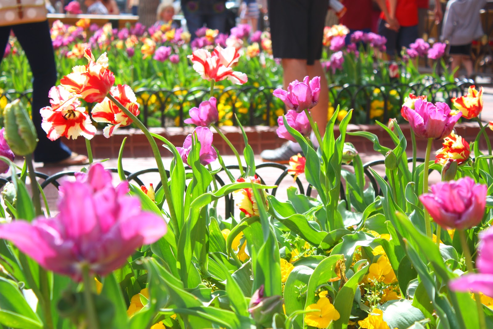 Bronx to Boulder: Spring