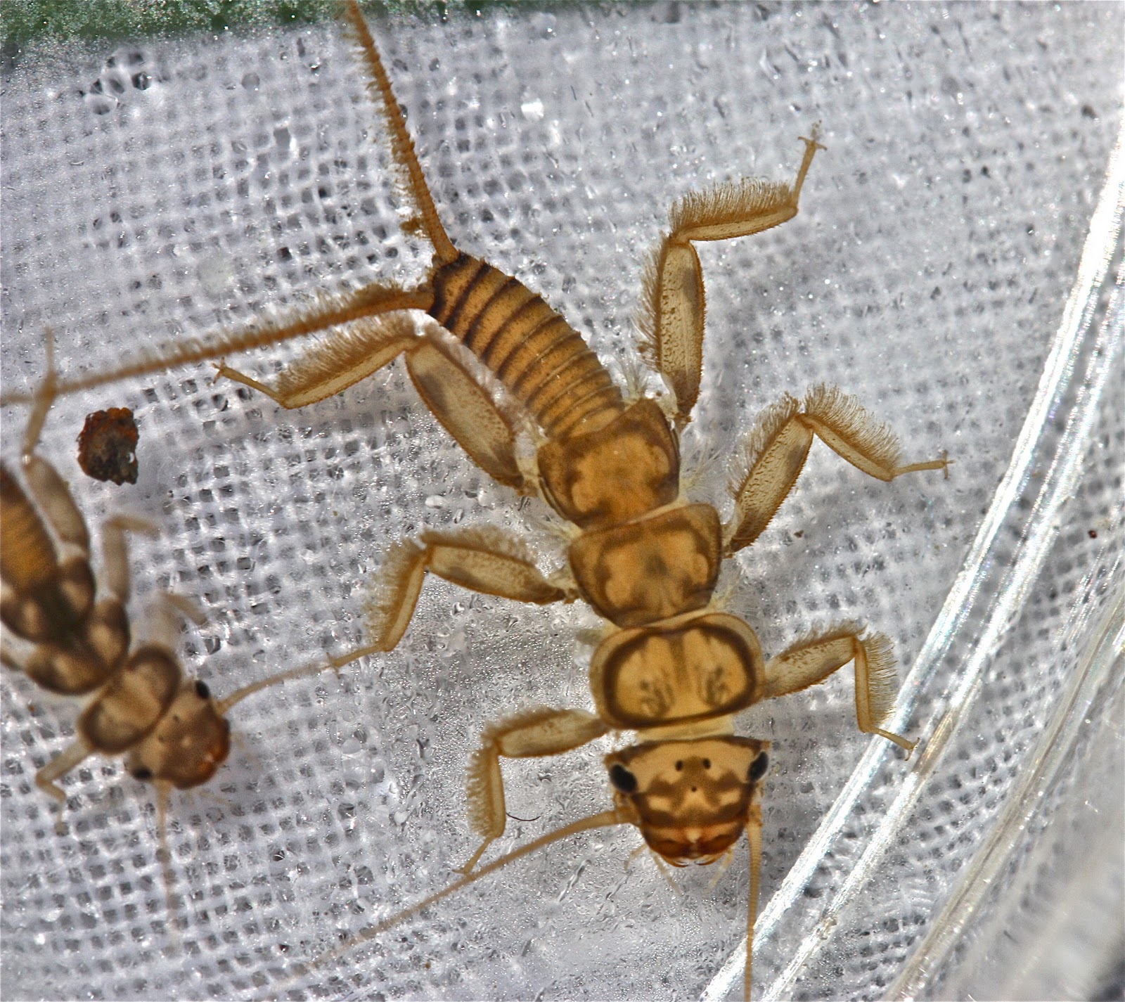 Aquatic Insects of Central Virginia: Back to the Streams: the Doyles ...
