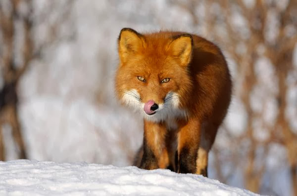 Know more about the Russian wildlife ! - Animal Info