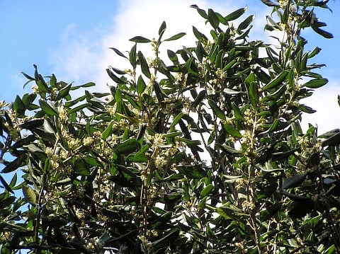 Selección de flora del Jardín Botánico Canario Viera y Clavijo.: Palo ...