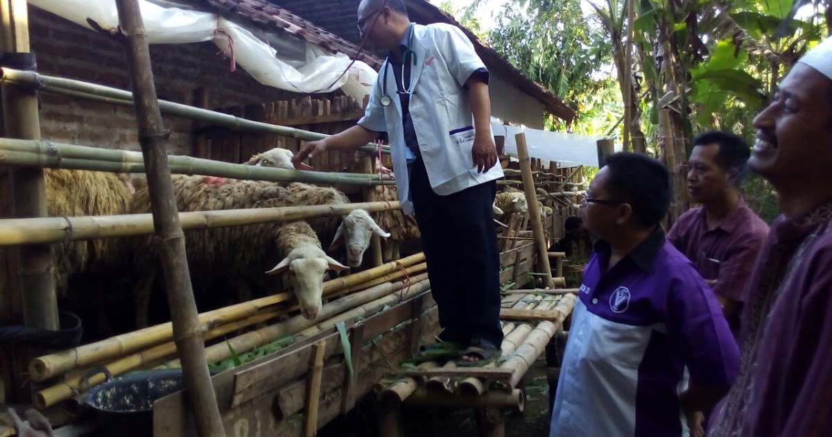 Pemeriksaan Antemortem Hewan Qurban Lazismu bersama PDHI Jatim VII ...