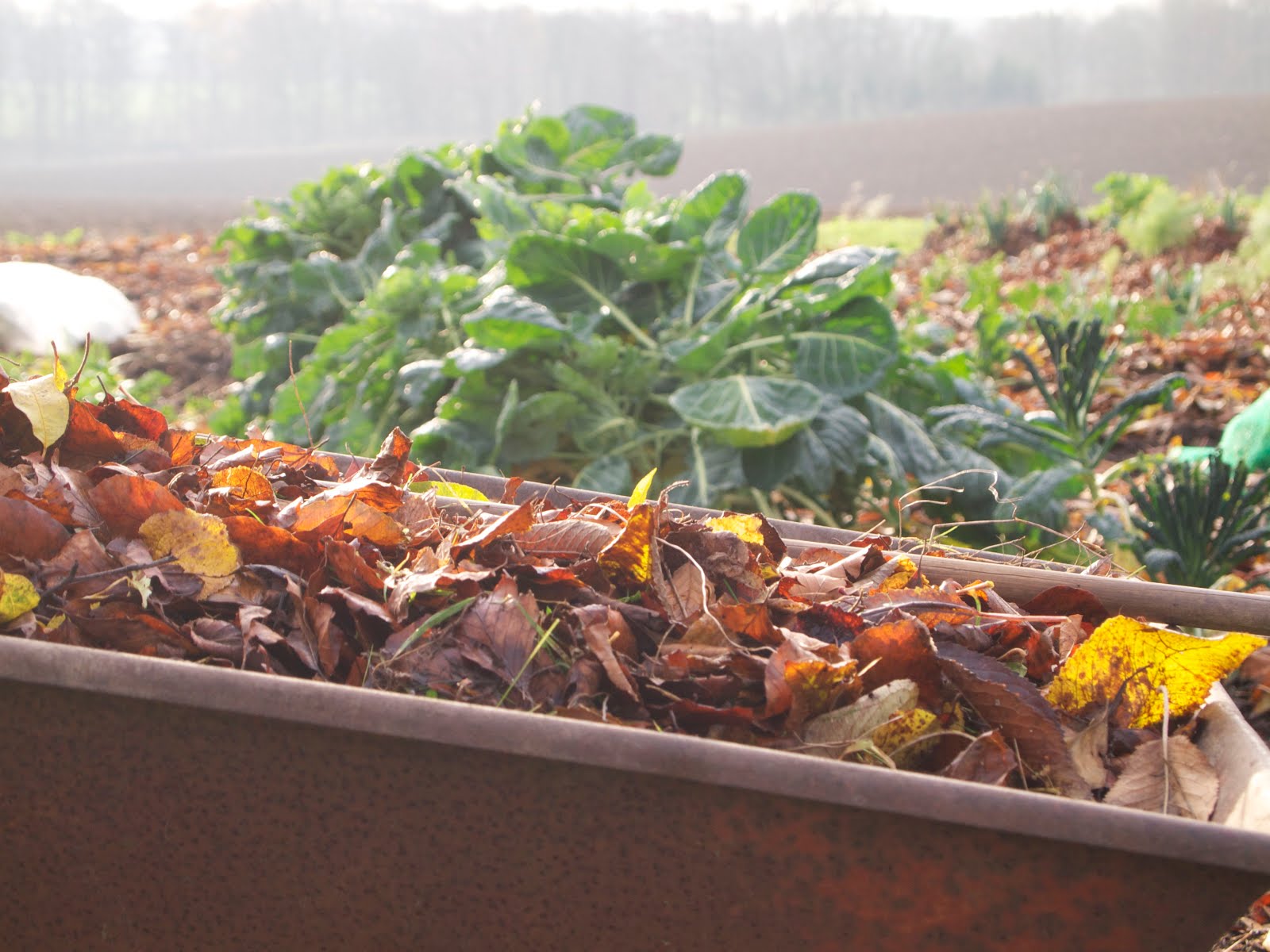 Vild med Køkkenhave: Visne blade