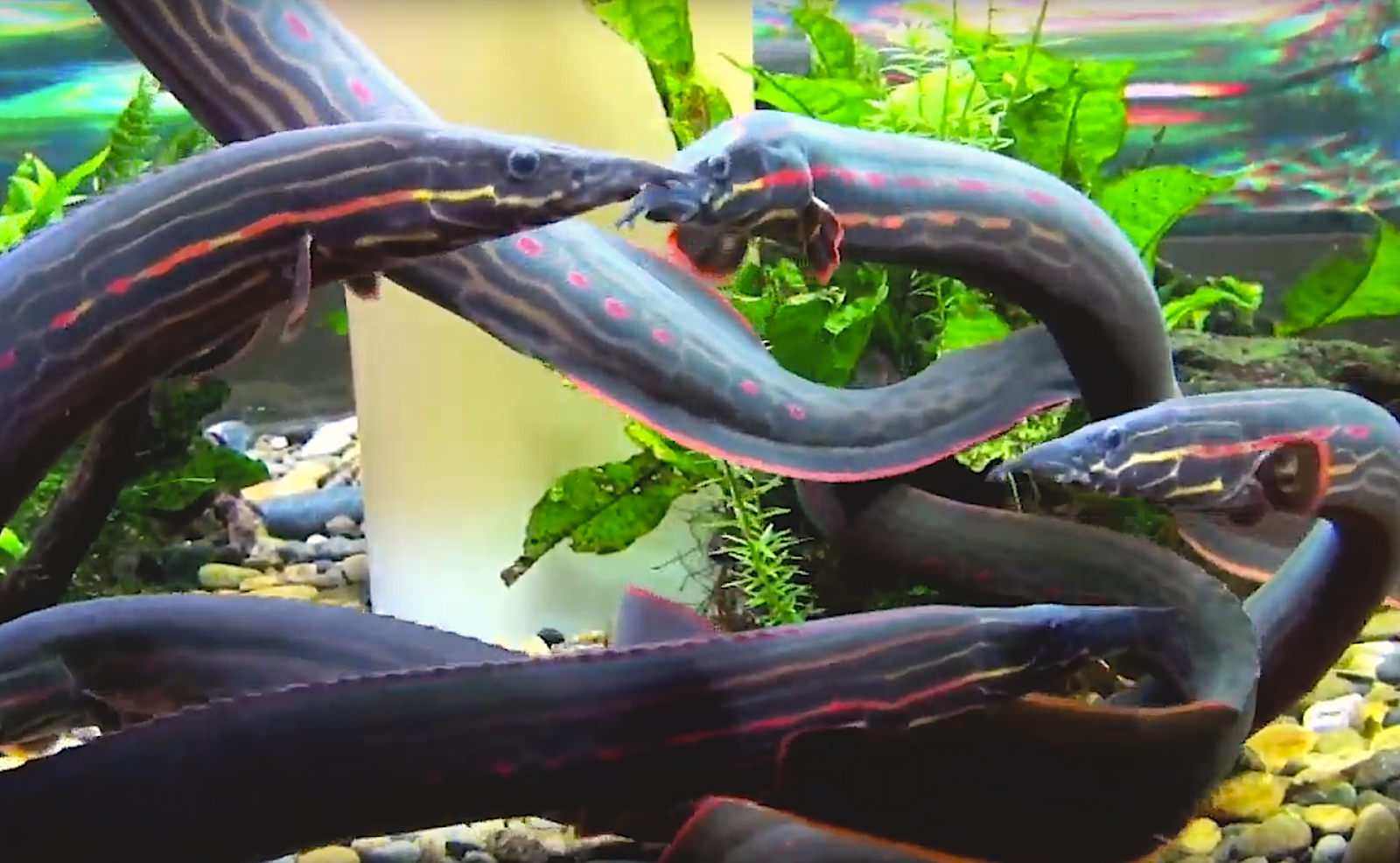 Aquarium Movies (Japan) archive 生きている魚図鑑: レッドスパイニーイール RedSpiny eel ...