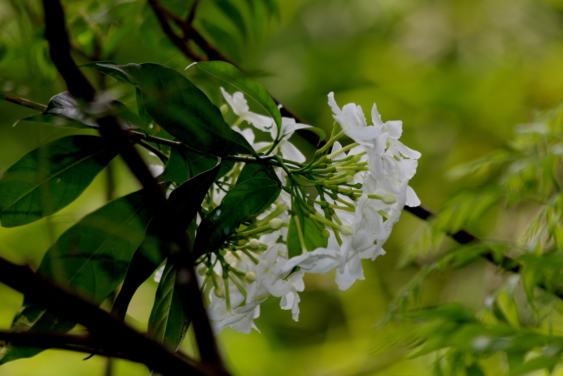Cherishing India.....: Flowers of Odisha: part II......