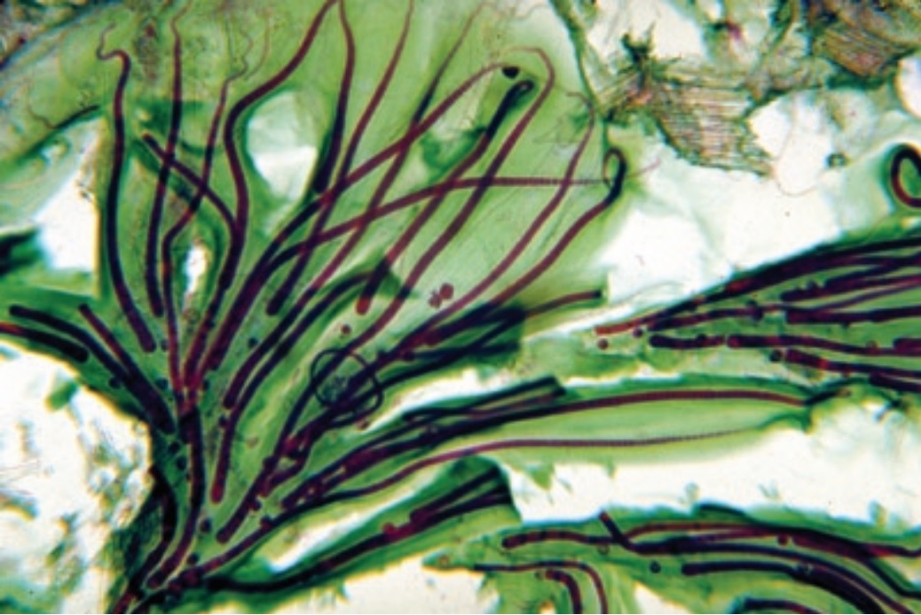 Precambrian Algae