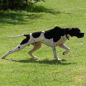 caza con perro: perros de postura