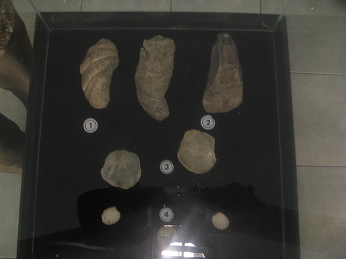 Vacation to Indonesia: Sangiran Site & Sangiran Museum, Discovery The ...