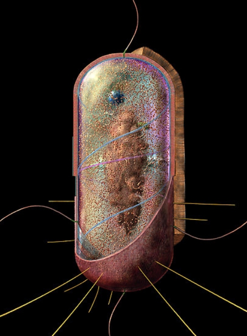 Galileo Feynman: Awesome Cell Illustrations