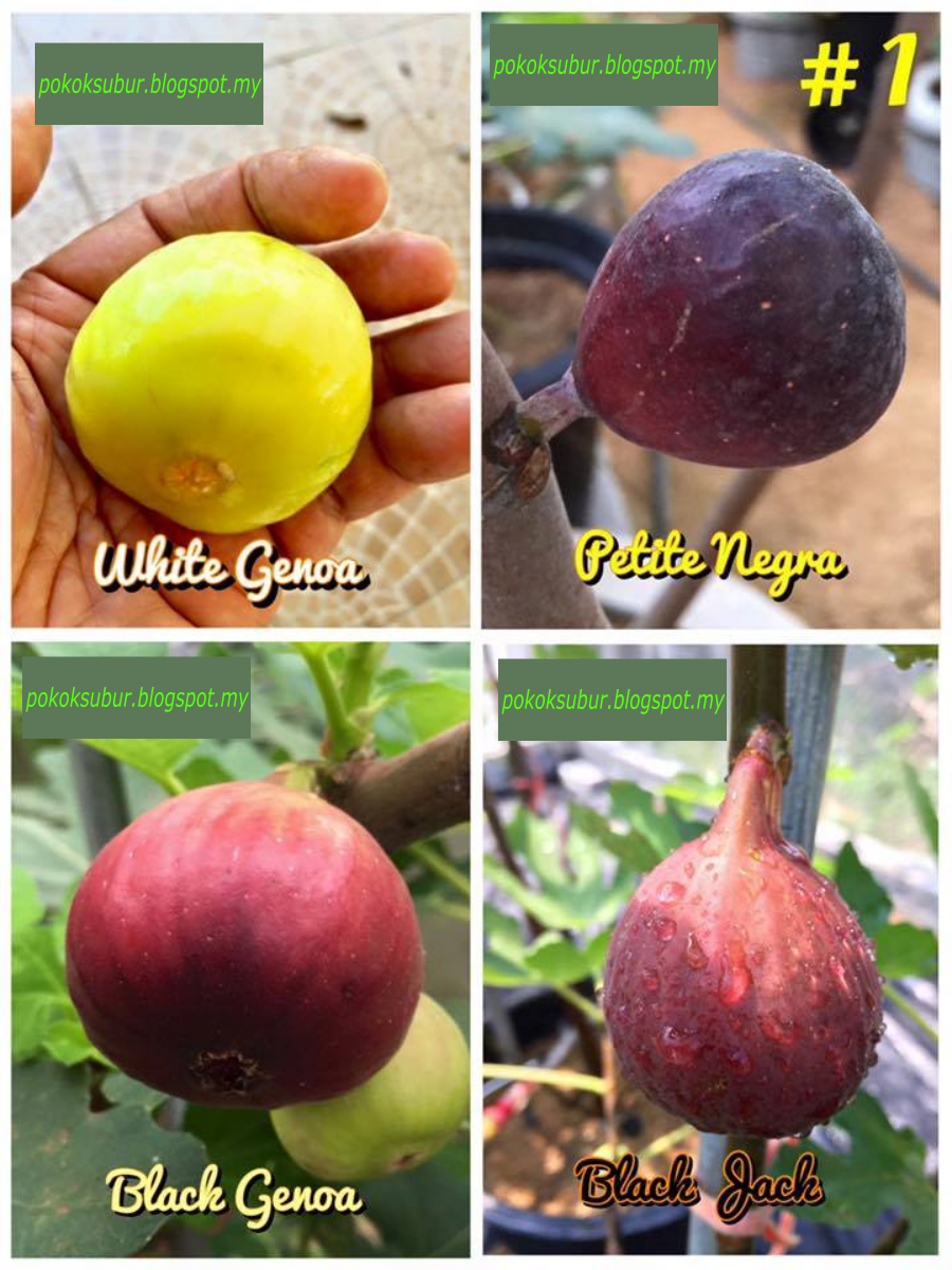 POKOK SUBUR - Teknik penanaman supaya POKOK SUBUR: PRODUK