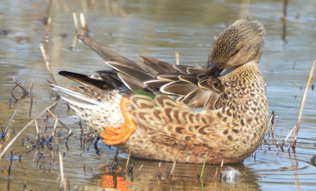 Jaumenatura: Cerceta común