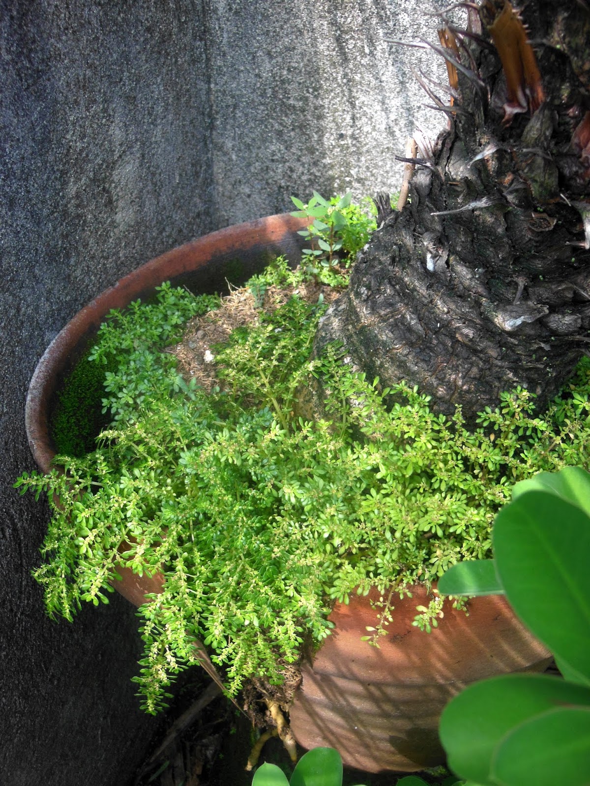 Cycas zambalensis throws a tantrum