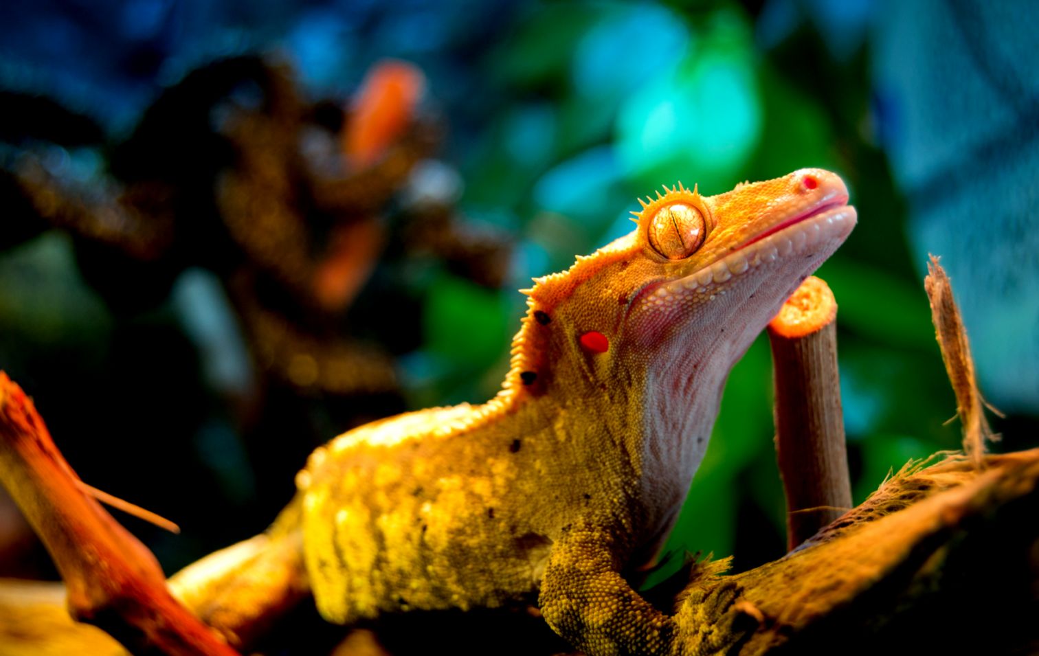 Lizard Desktop Wallpaper | Wallpapers Gallery