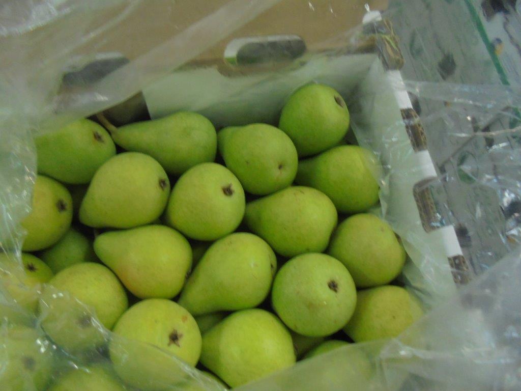 Pera Coscia / Ercolini