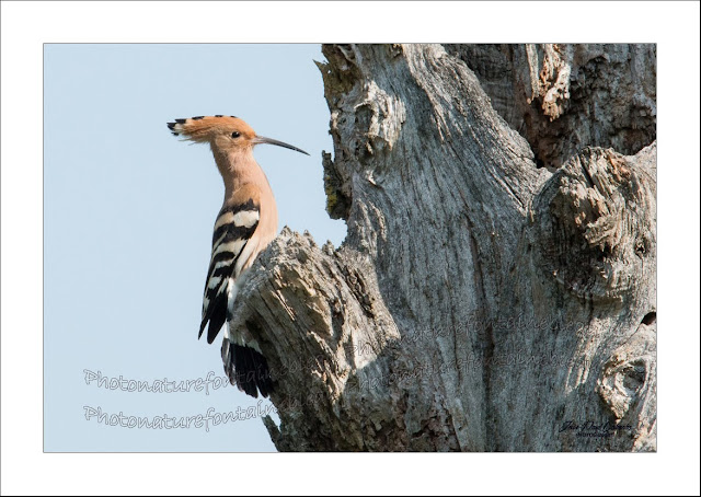Huppe fasciée, Upupa epops. Mon Album Photo 2018 009