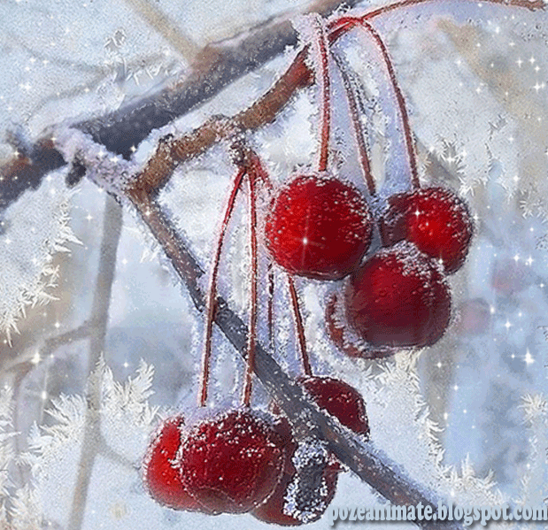 imagini miscatoare Cirese miere iarna gif,images gif