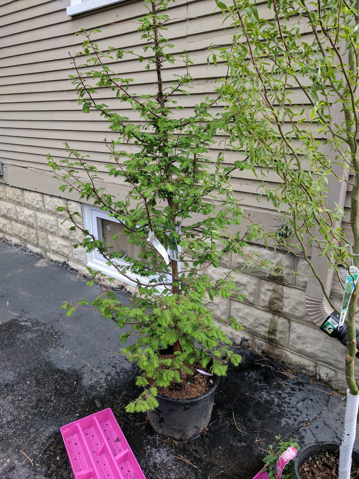 New Dawn Redwood Tree Destined For Our Backyard
