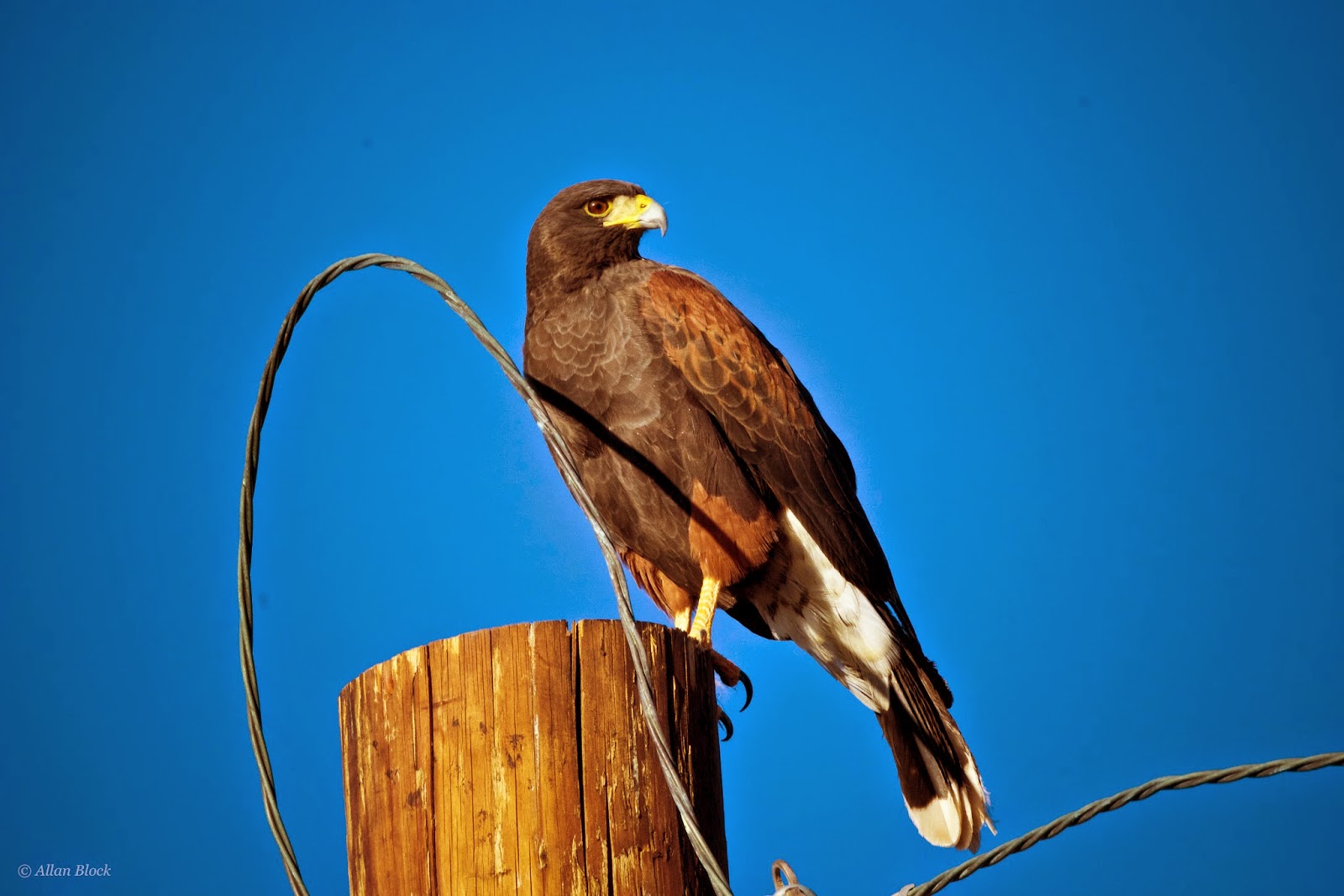 Feather Tailed Stories: Harris's Hawk