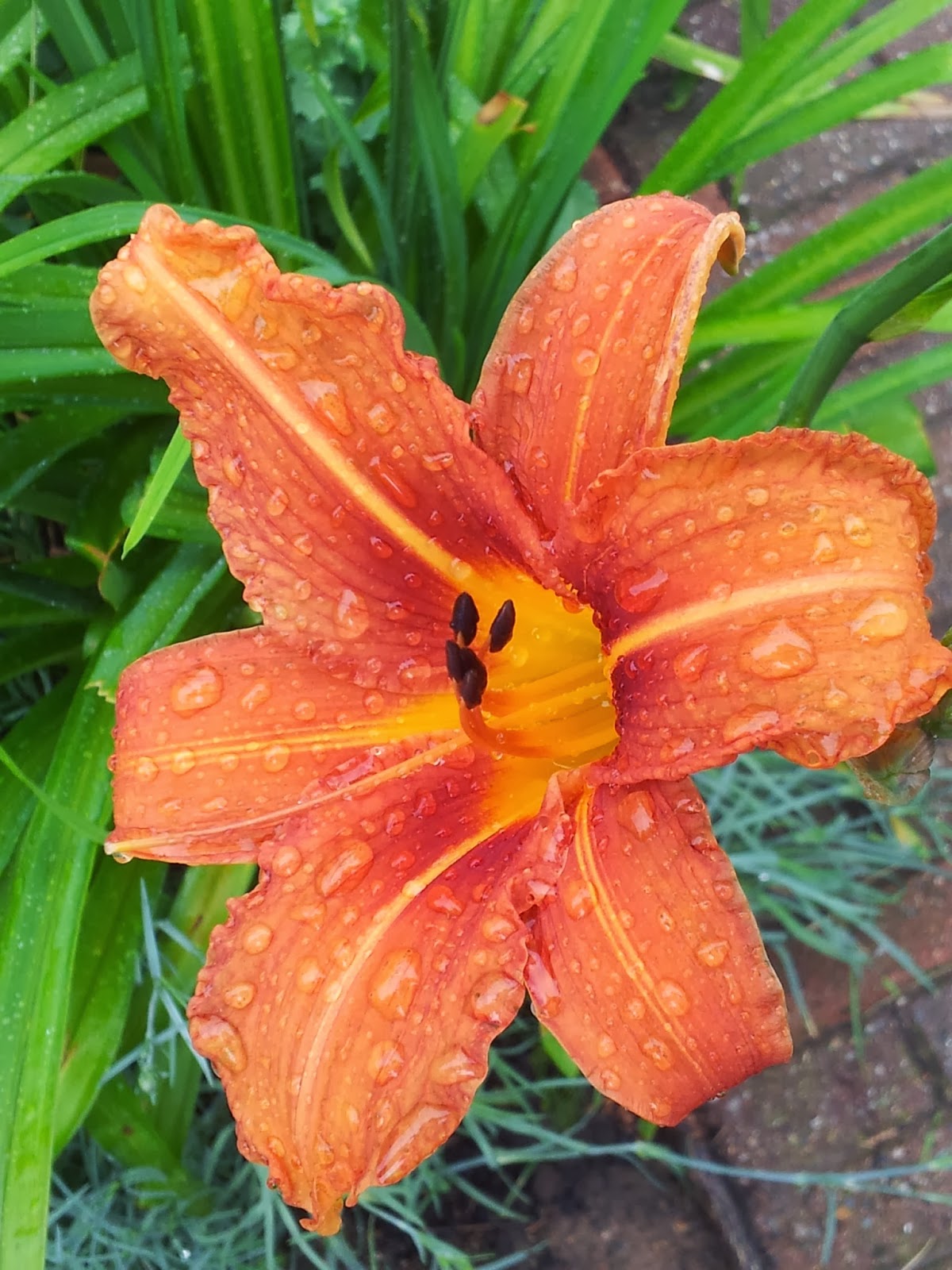 blomster, dyrene, livet og alt det der :): dagliljer