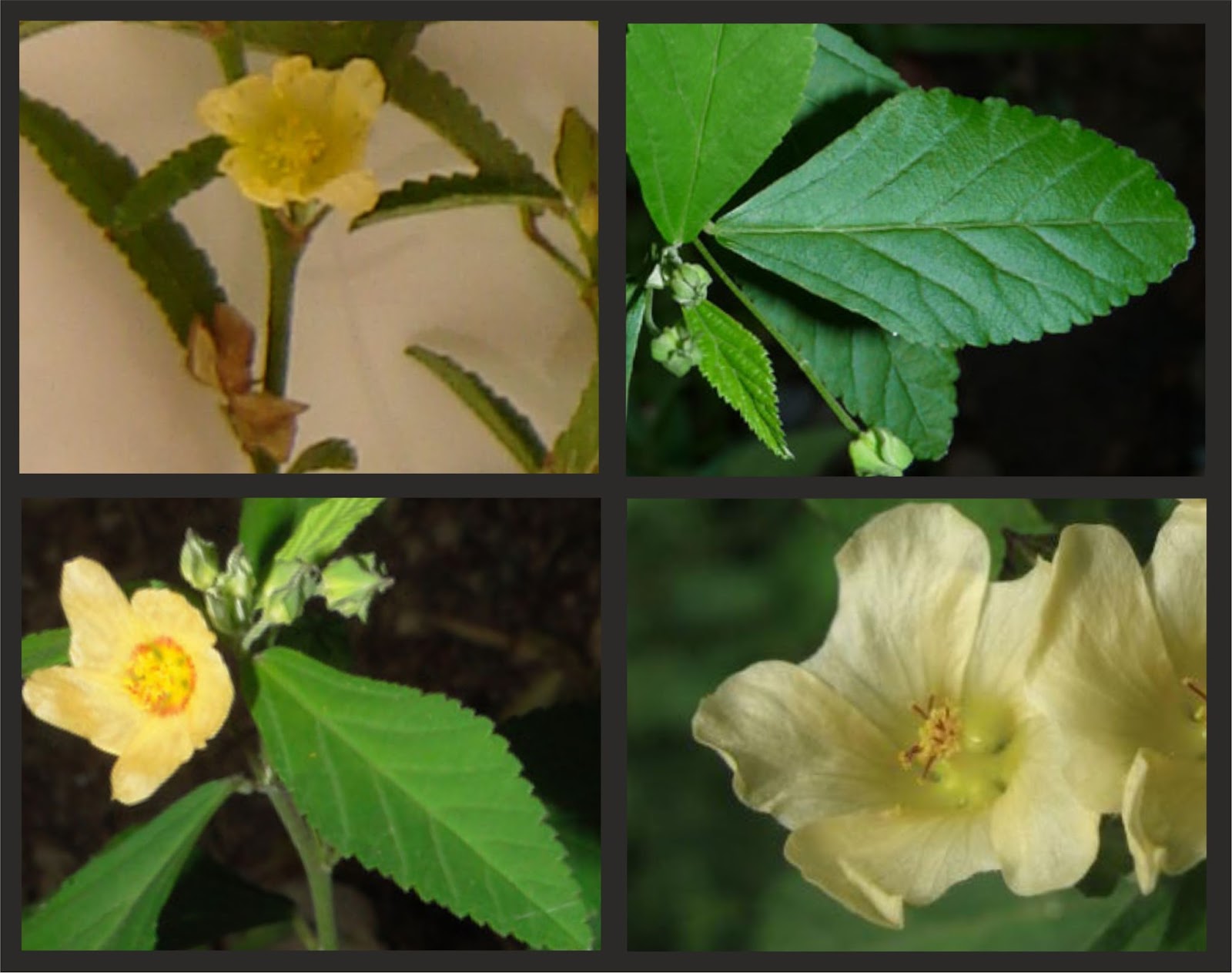 v e r d e c h a c o: Escoba Dura / Afata