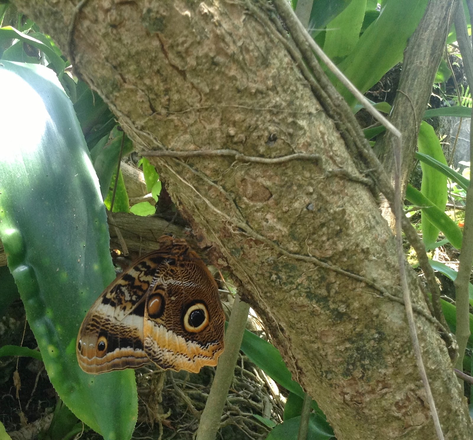 Tuấn Đoan: .Butterfly World Fort Lauderdale Florida