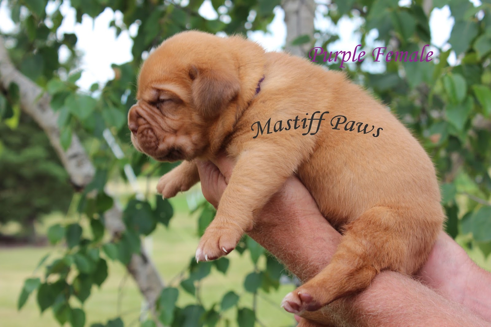Mastiff Paws: New Pictures of Puppies